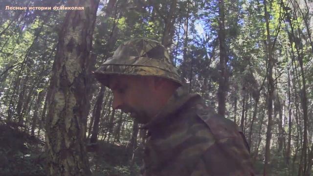 Первые грибы в конце июня | Красноголовики и лисички | 2024