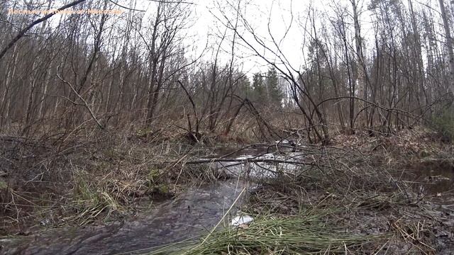 Лесной ручей. Звуки леса. Ранняя весна. Релакс. 1 час Часть 3
