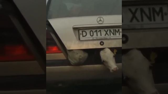 теленок в багажнике