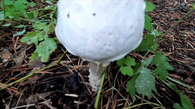 По заповедным уголкам