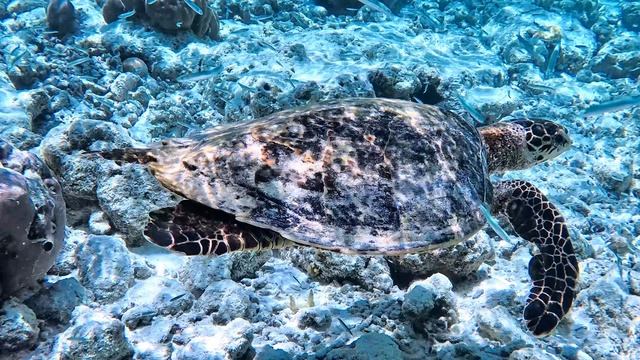 Черепаха Мальдивы в 4K