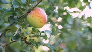 Was apple the forbidden fruit of Paradise? - Myth or reality?