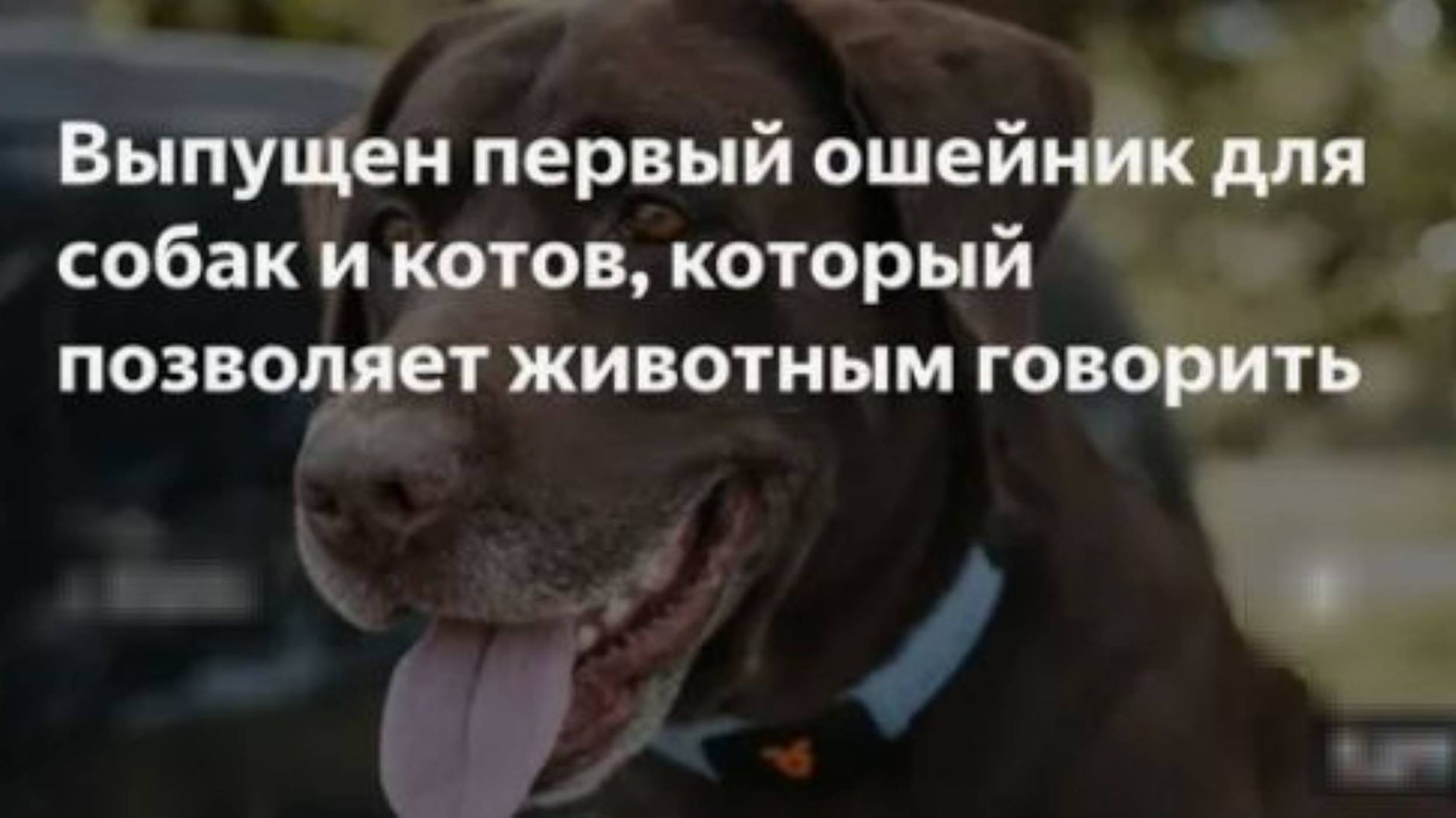 Учим Соню разговаривать по  человечески. We teach Sonya to talk like a human being.