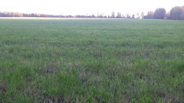 Поле.(3)