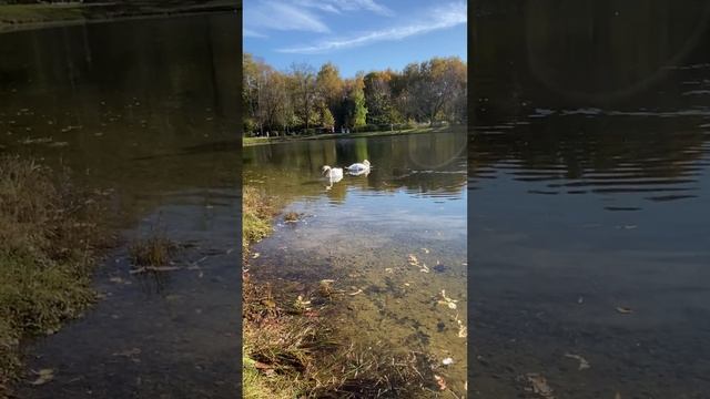 Сокольники - золотая осень на Золотом лебяжьем пруду