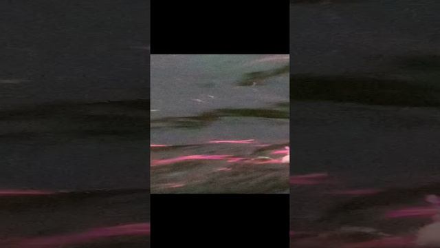 Я думаю,,таких уток,вы  ещё не видали