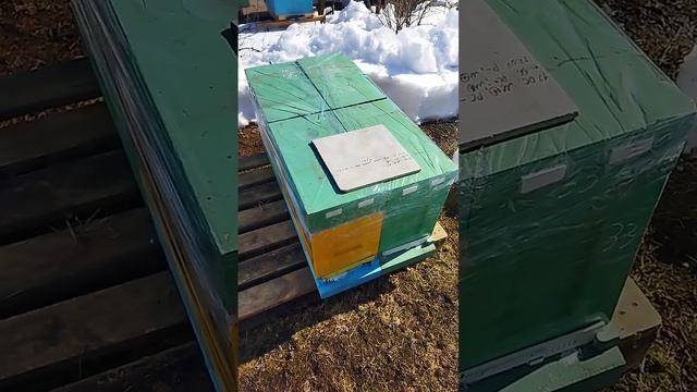 Пасека готова к облету #shorts