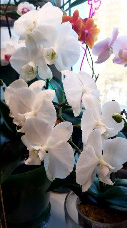 #1 Белая орхидея от Opti-flor orchids