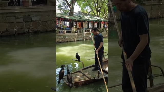 Суджоу, Китай.
Древняя традиция рыбной ловли при помощи бакланов.