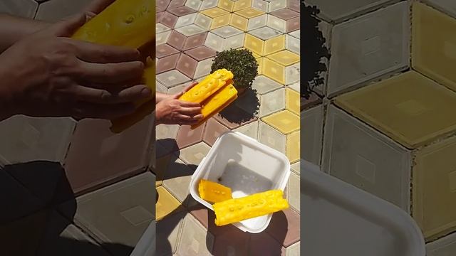 Первый в сезоне забрусный воск