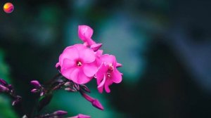 4K Backyard Plants   10 bit Color Nature Relax Video with Nature Sounds