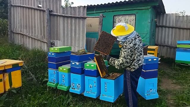 Незапланированный мёд. Отводки. Стационар.