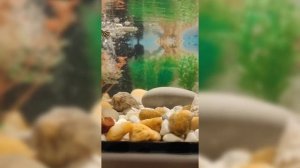 Красноухие черепашки