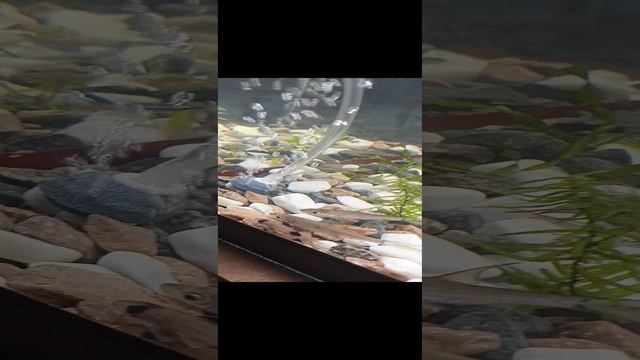 купил новых рыбок
