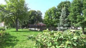 Art Manij #ФОН🌳 Лес и 🦚🦩пенье птиц