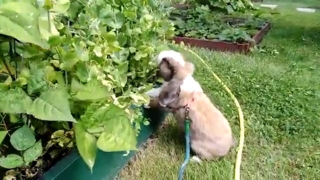 Домашний кролик на грядке