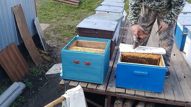 Результат зимовки пчел в фанерном ящике