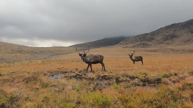 Случайная встреча с оленями.
Полярный Урал. Рай-Из.