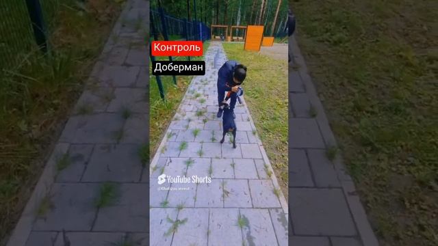 Доберман Луна