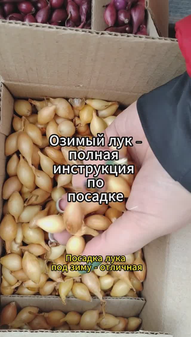 Озимый лук: полная инструкция посадка озимого лука #лук #shorts