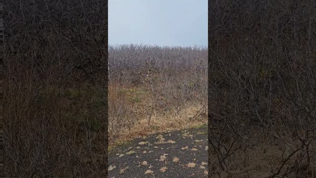 охота на зайца, козельский 24