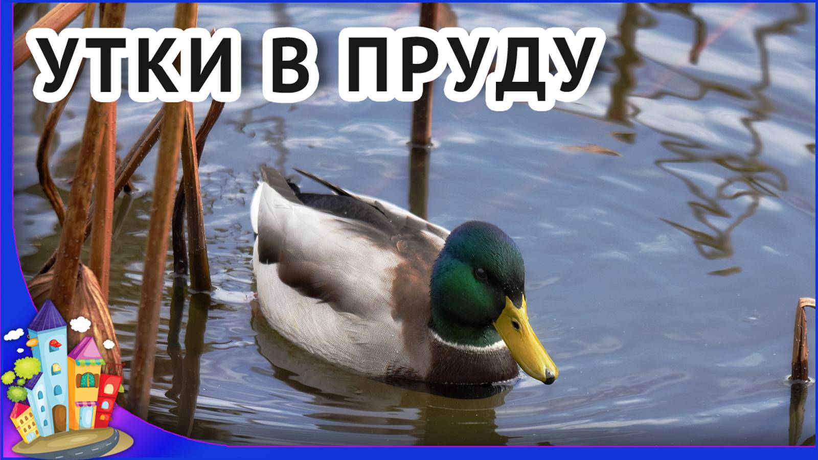 Рязань. Утки на пруду в парке ЦПКиО. Утки в реальной жизни