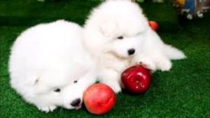 Can dogs eat apples?