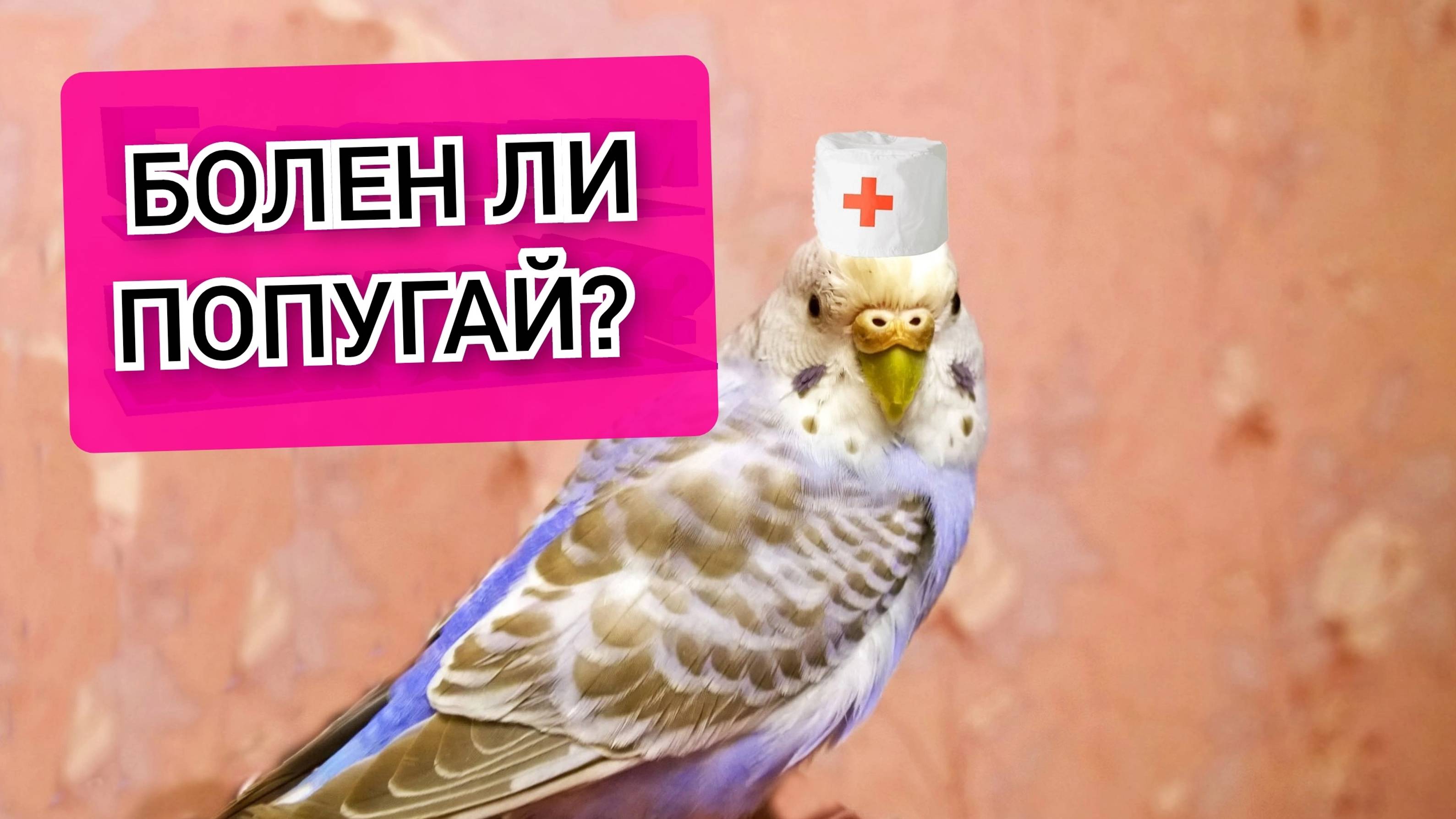 Простой способ узнать болен ли попугай! Как понять болен ли попугай?