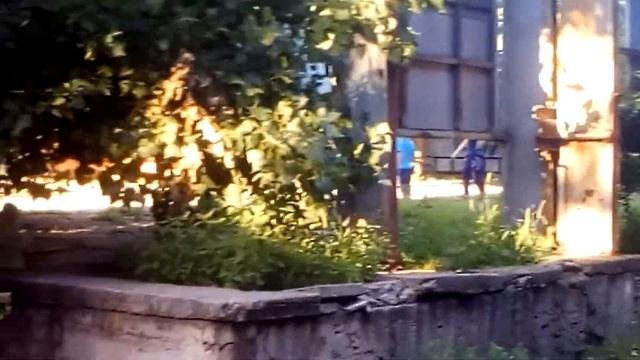 Игра-квест "Братья наши меньшие".