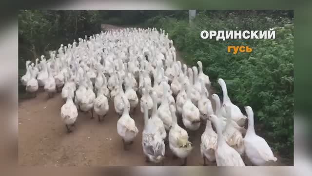 Ординский гусь - Афанасий