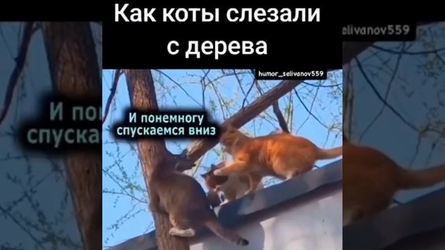 Как коты с дерева слезали ))).mp4