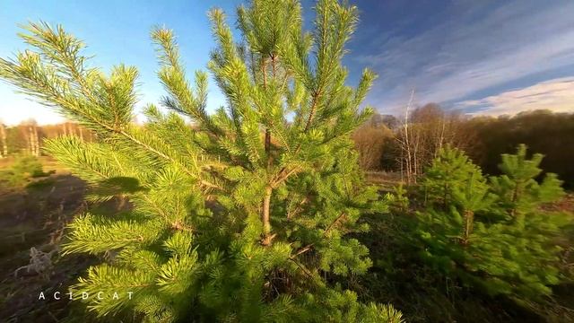 МЕДЛЯК НА ПРИРОДЕ