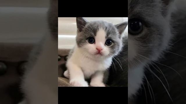 А у меня котята есть...