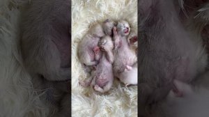 Koenig Glance cattery Litter H (12.01.2022)