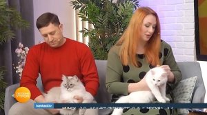 День Кошек в России. Передача "Сегодня утром". ТВК "Каскад". Прямой эфир 01.03.2019г.