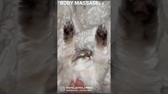 #nevamasquerade #relax @koenig_glance_cattery What’s App +79114819200 koeniglance.com