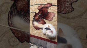 Available siberian neva masquerade male Benny Koenig Glance, color: red silver tabby point.