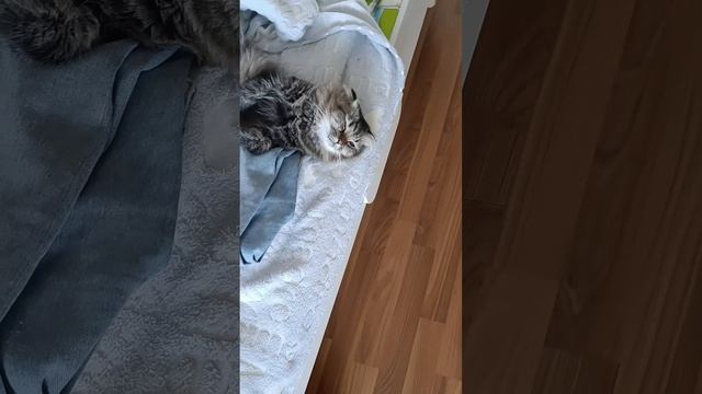 Кот на кайфе #shorts #cat #кот