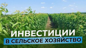 Инвестиции в РЕАЛЬНЫЙ БИЗНЕС на фоне санкций в 2025 году? ИМПОРТОЗАМЕЩЕНИЕ в СЕЛЬСКОМ ХОЗЯЙСТВЕ!