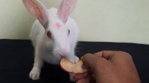 Bunny eating APPLE!! cute.