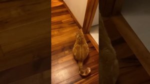 Прикольные пушистики 1. Смешные животные))