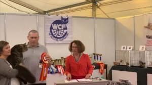 Mrs. Elena Trushina. WCF-ring young Flatey Koenig Glance. 1 place