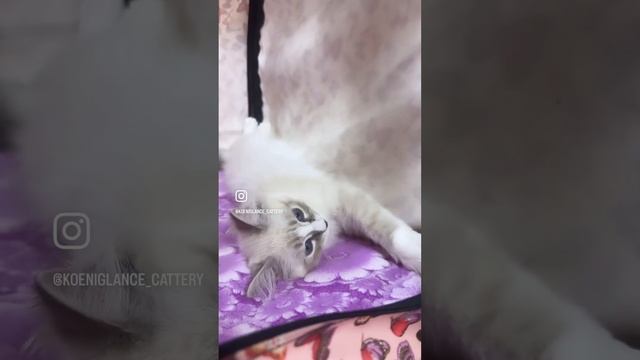 ❤️AVAILABLE❤️Male Danny Koenig Glance, 3 month, color a 21 33 03/bicolor