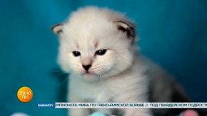 #ПИТОМНИК#НЕВСКАЯМАСКАРАДНАЯКОШКА "Koenig Glance" #невскаямаскарадная#опродесибирскаякошка#available