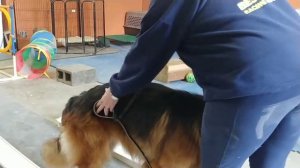 Cowboy in training for front-seat straight.