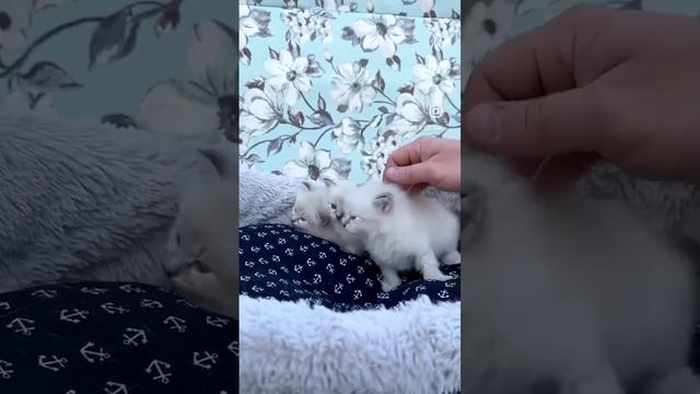 Этим бравым парням 1 месяц исполнился сегодня#cat#kitten#catlover#cutecat#kitty#pets #funnycats#love