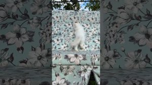 Eddy Koenig Glance, 3 месяца, окрас крем сильвер тэбби поинт.  http://koeniglance.com