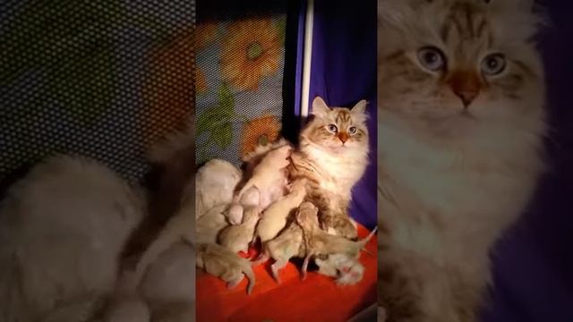Восемь первенцев Int.Ch.(WCF) Osenya Nevskaya Radost/seal tabby point with white