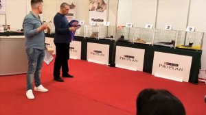 Dr. Pavel Rudov. WCF-ring young Flatey Koenig Glance. 3 place