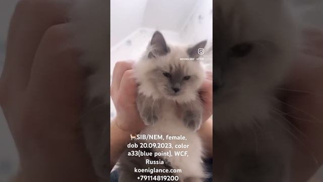 ❤️Aurika Koenig Glance #cat #available #availablekittens #bestmeow #kittens
